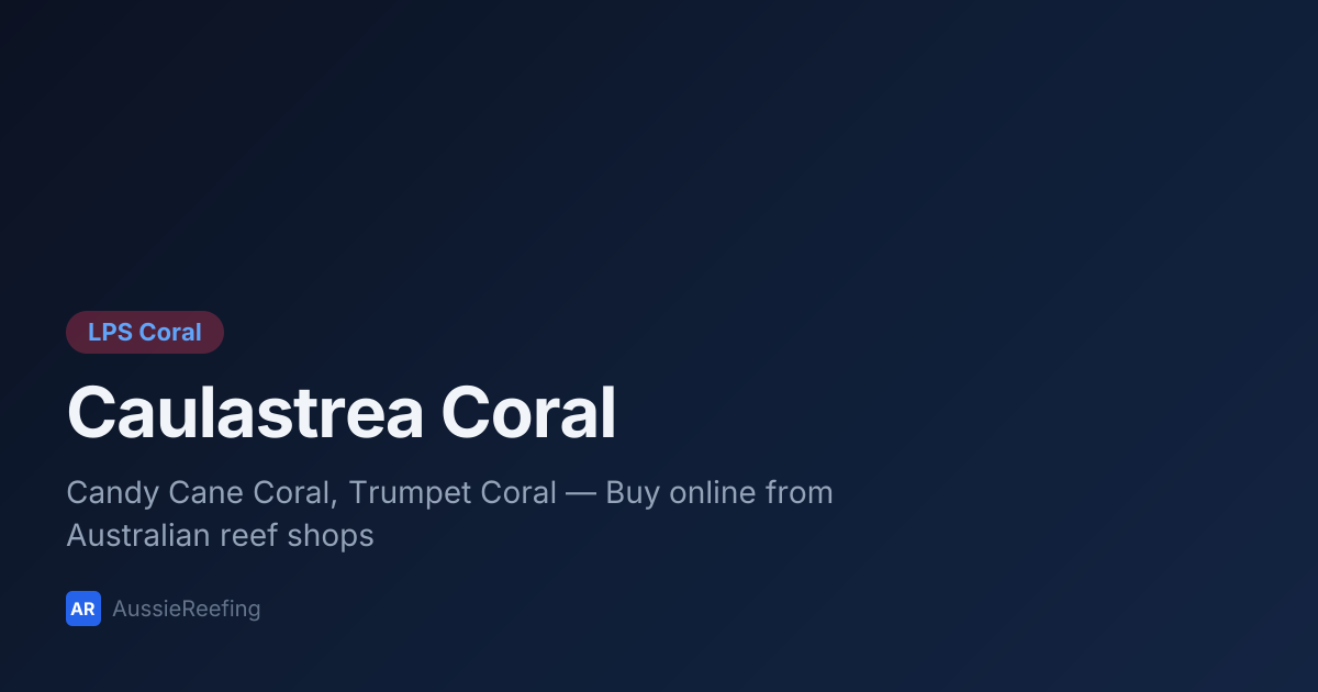 Buy Caulastrea Coral Online in Australia | AussieReefing